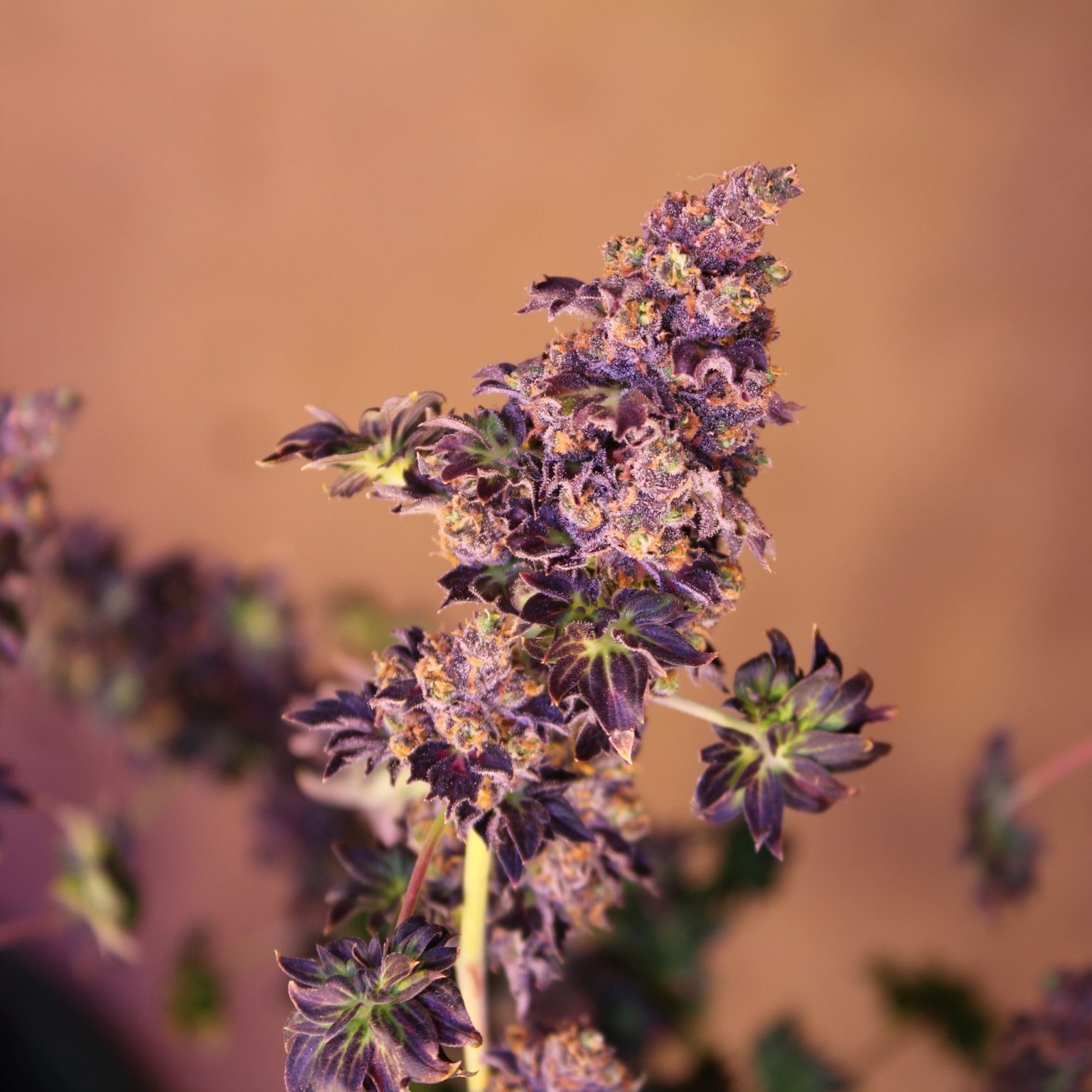 ABC Australian Bastard Cannabis Photo Regs (5 Seed Pack) – Papa Seeds